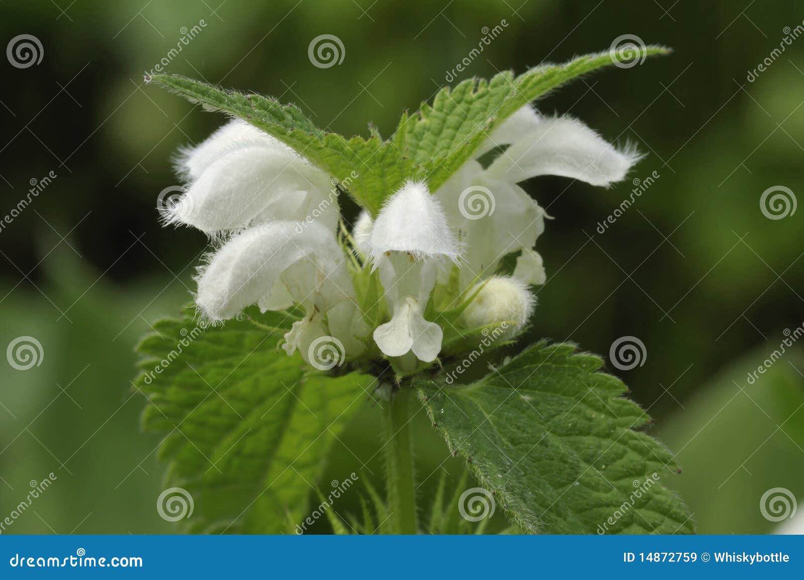Mort-ortie Blanche - Album De Lamium Image stock - Image du ortie ...