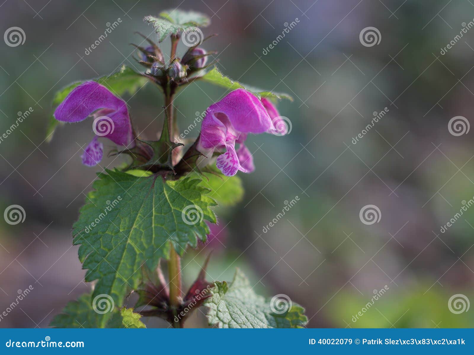 Mort-ortie Rouge (purpureum De Lamium) Image stock - Image du médecine ...