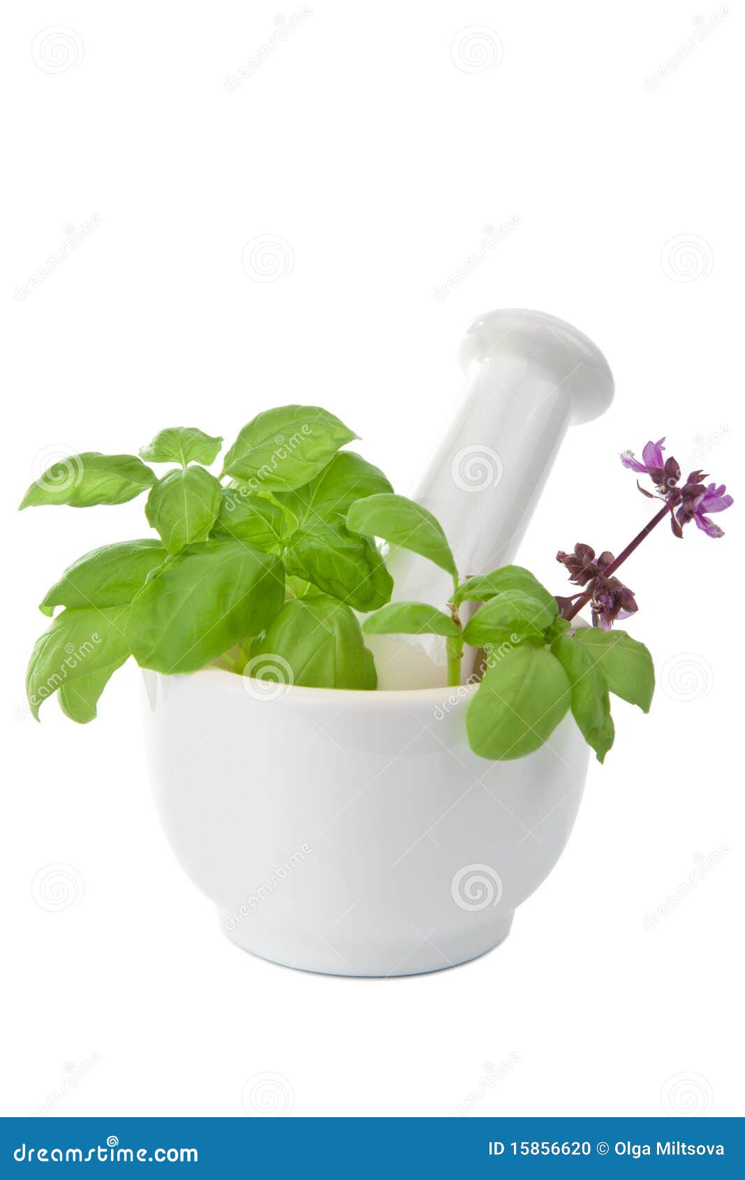 Mortero Con Las Hierbas Aisladas Foto de archivo - Imagen de planta ...