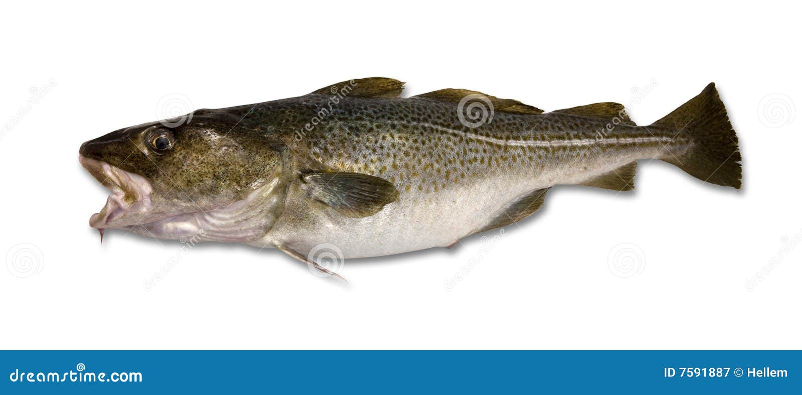 Morue d'isolement image stock. Image du pêche, pologne - 7591887