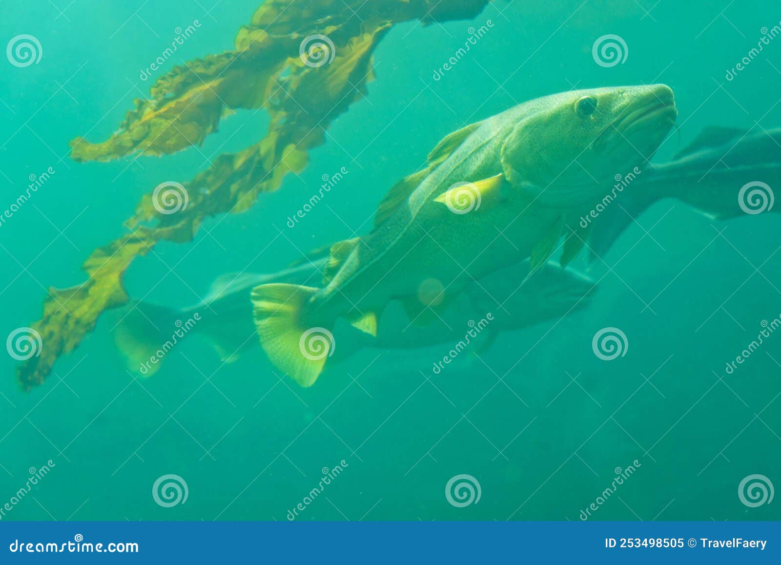 Morue Et Algues Sous L'eau Norway Image stock - Image du gros, lumière ...