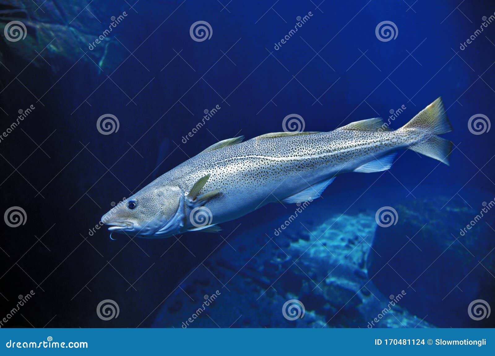 MORUE gadus morhua stock photo. Image of fish, gadus - 170481124