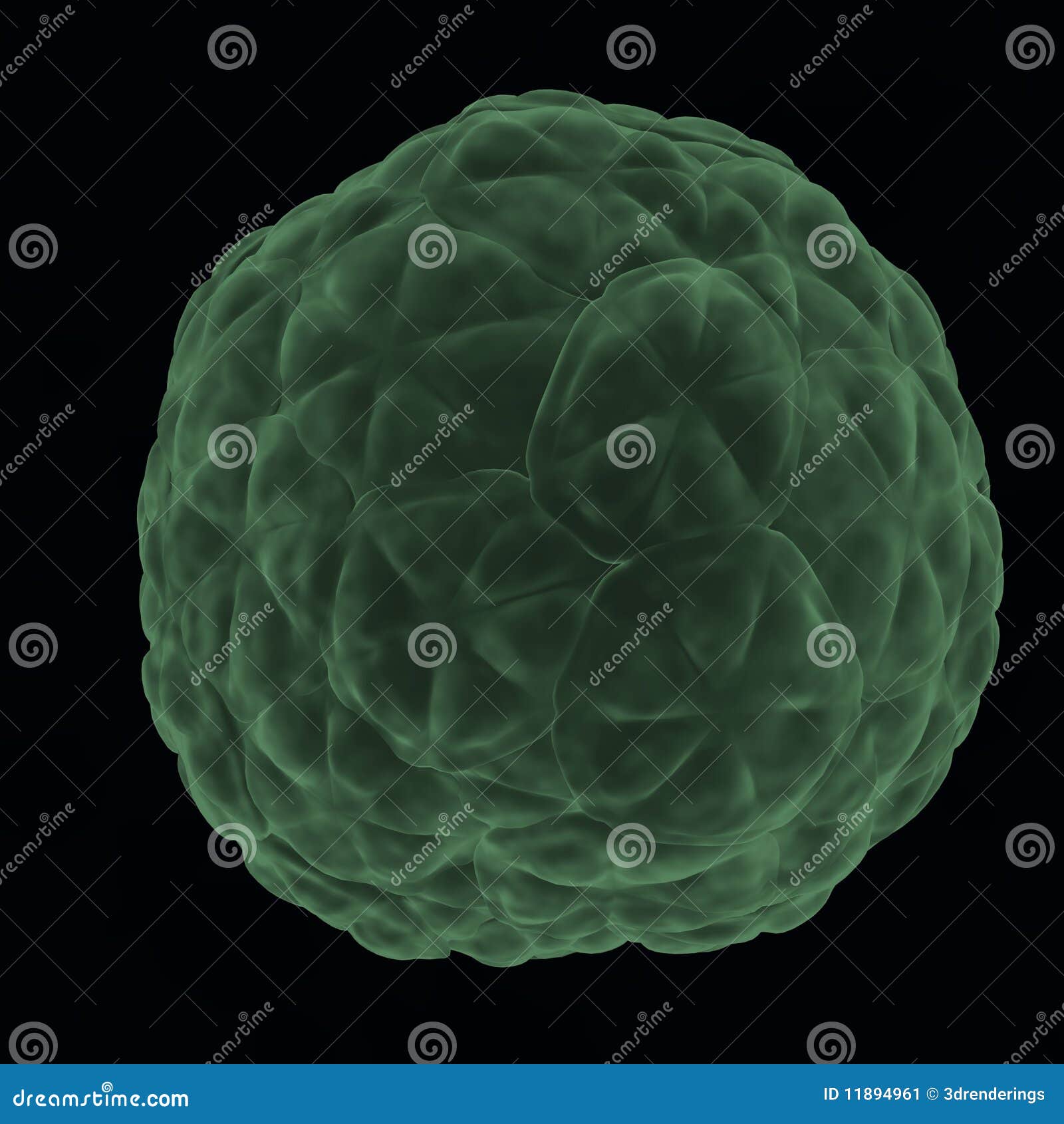 Morula Royalty-Free Stock Photo | CartoonDealer.com #66120909