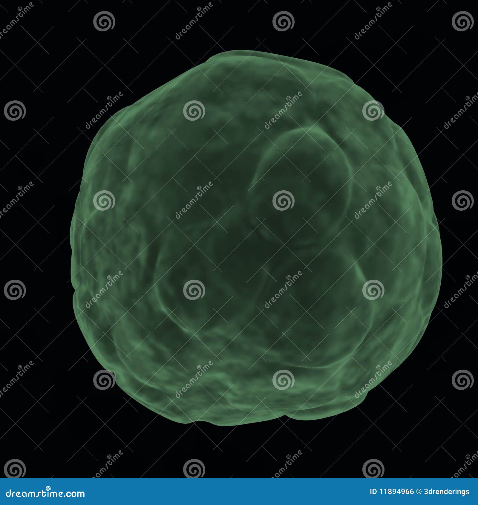 Morula stock illustration. Illustration of blastula, render - 11894966