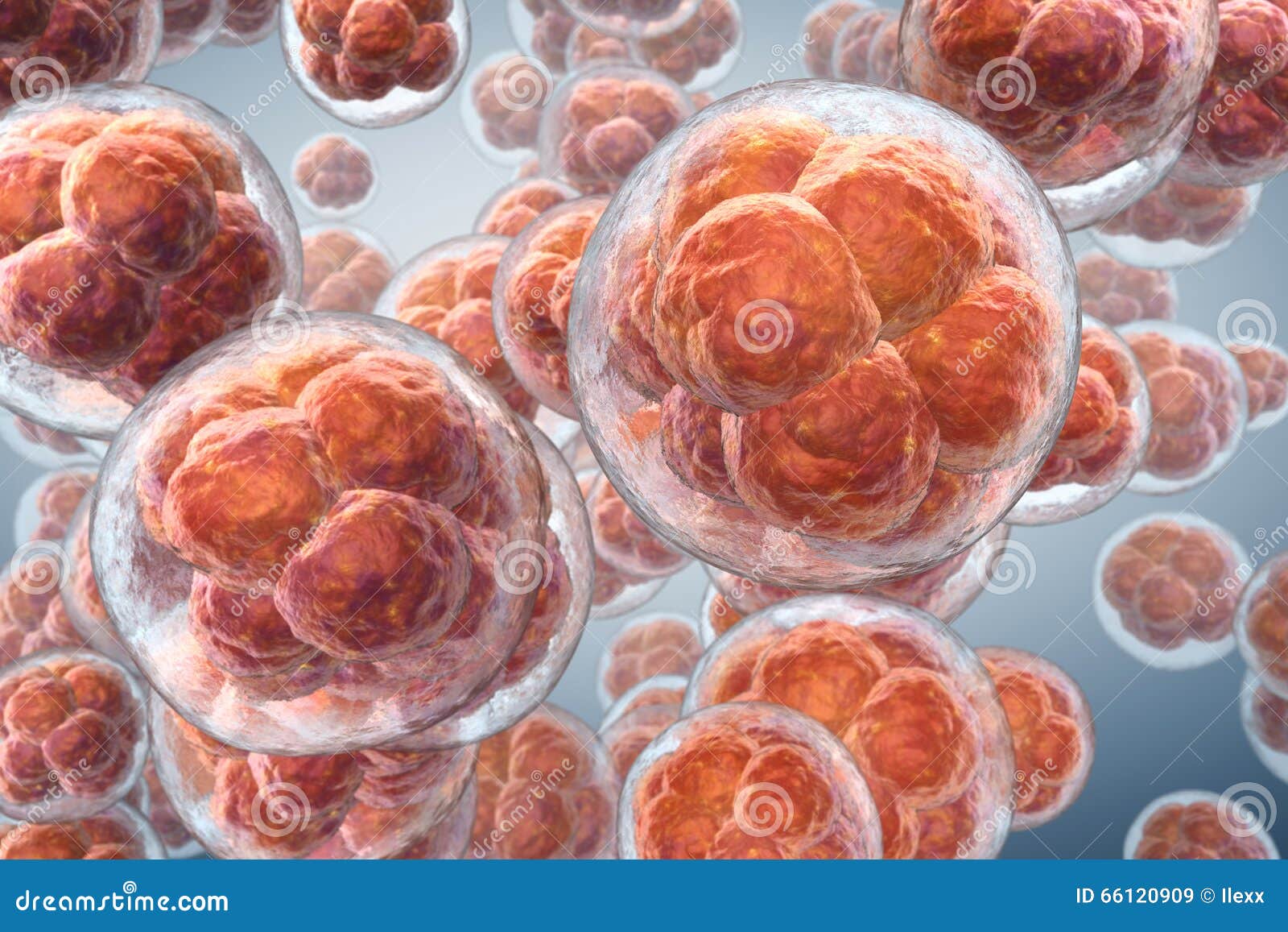 Morula Royalty-Free Stock Photo | CartoonDealer.com #66120909