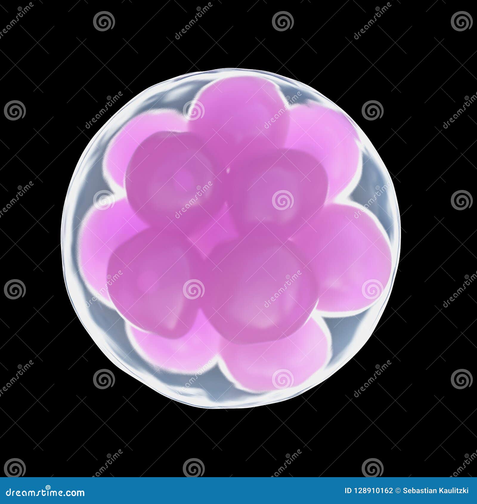 A morula stock illustration. Illustration of molecular - 128910162