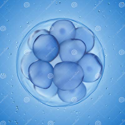 A morula stock illustration. Illustration of medical - 131339715