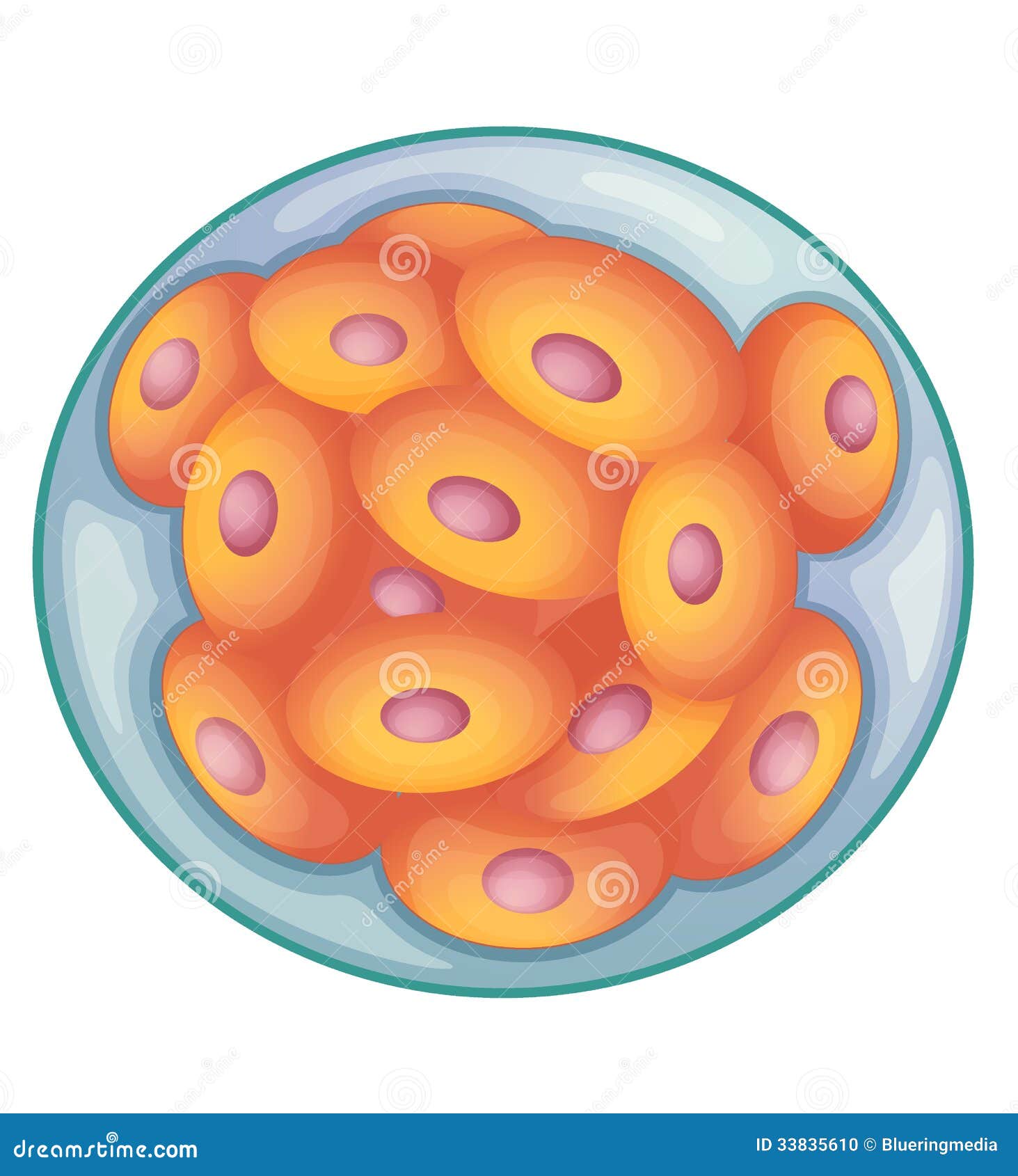 Morula stock illustration. Illustration of sapien, science - 33835610