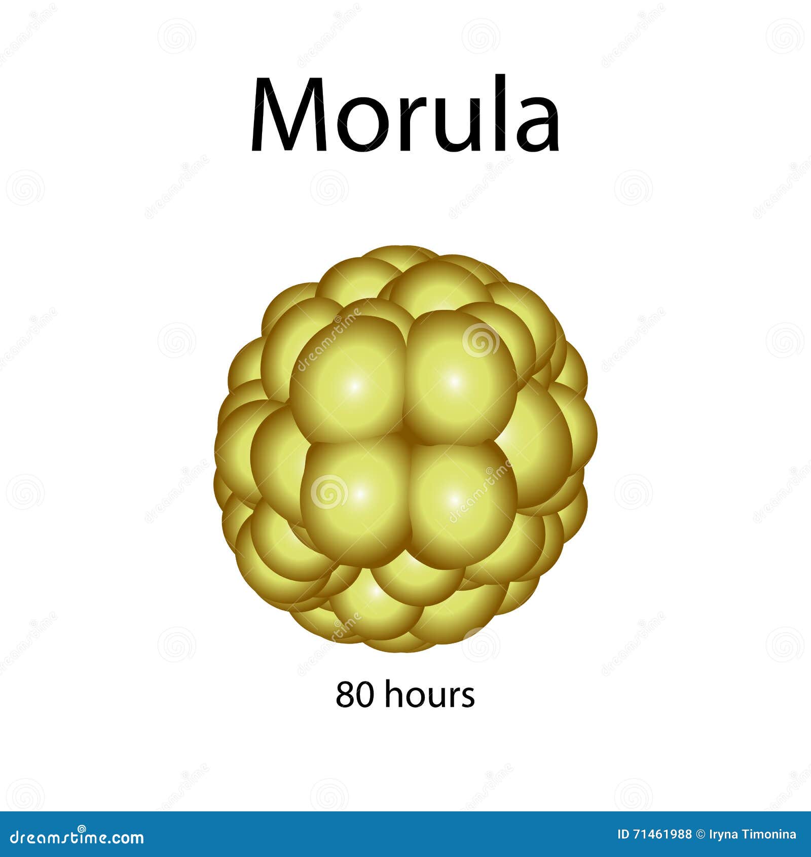 Morula Humano Ejemplo Del Vector En Fondo Ilustración del Vector ...