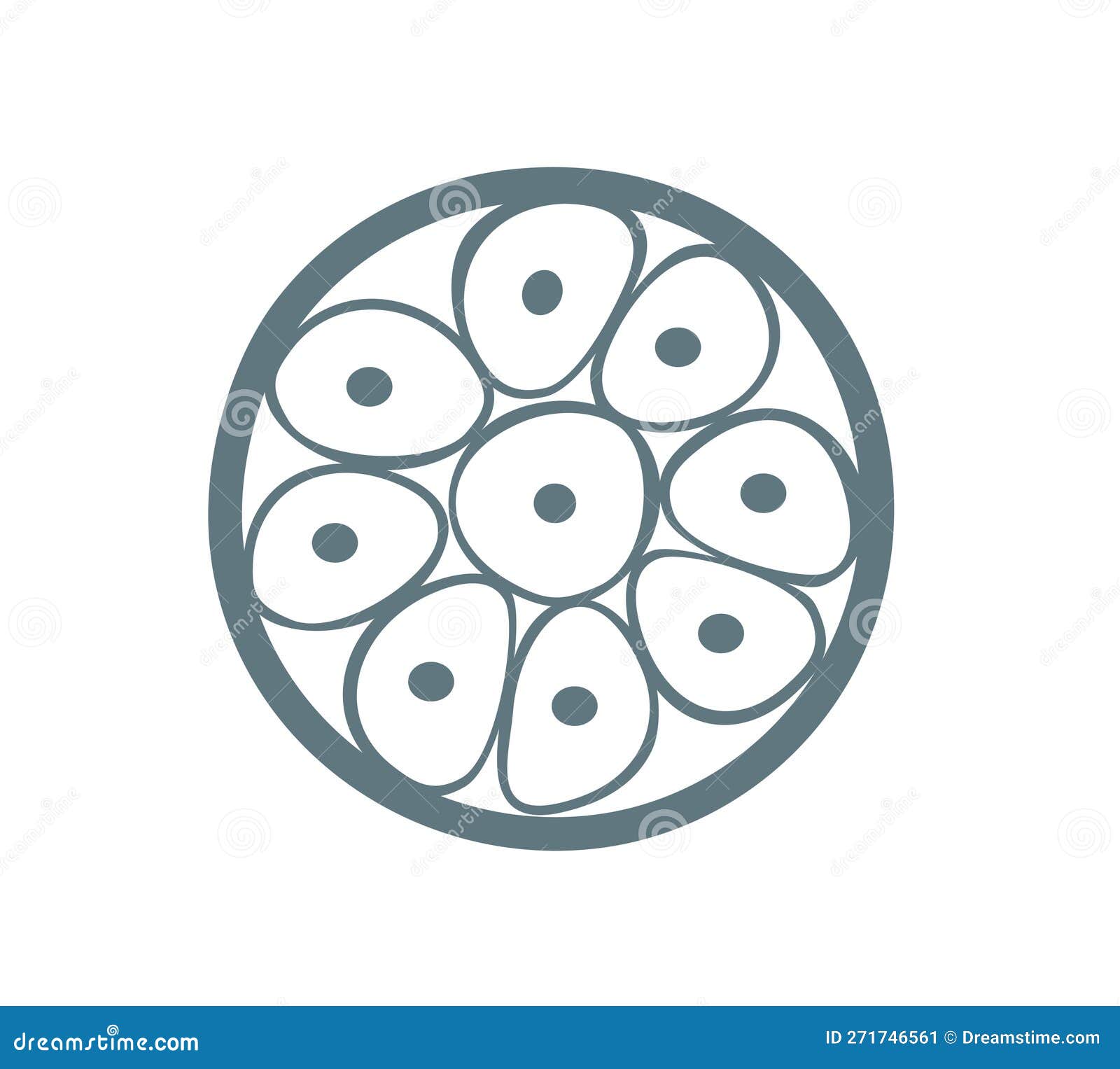 Morula Icon. Embryo Cell Consisting of Cells in a Solid Ball Contained ...