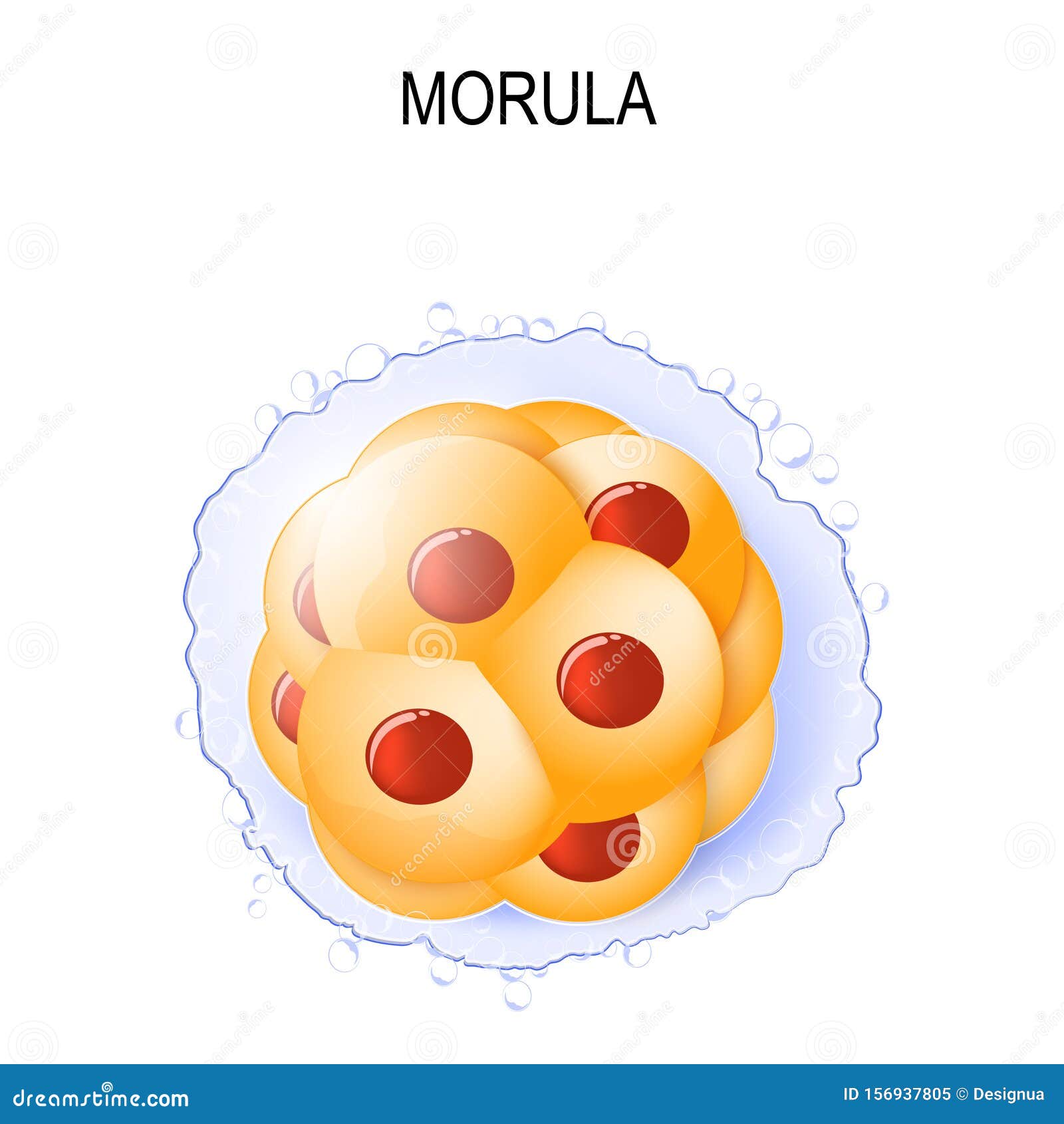 Morula. Stages of Segmentation of a Fertilized Ovum Illustration de ...