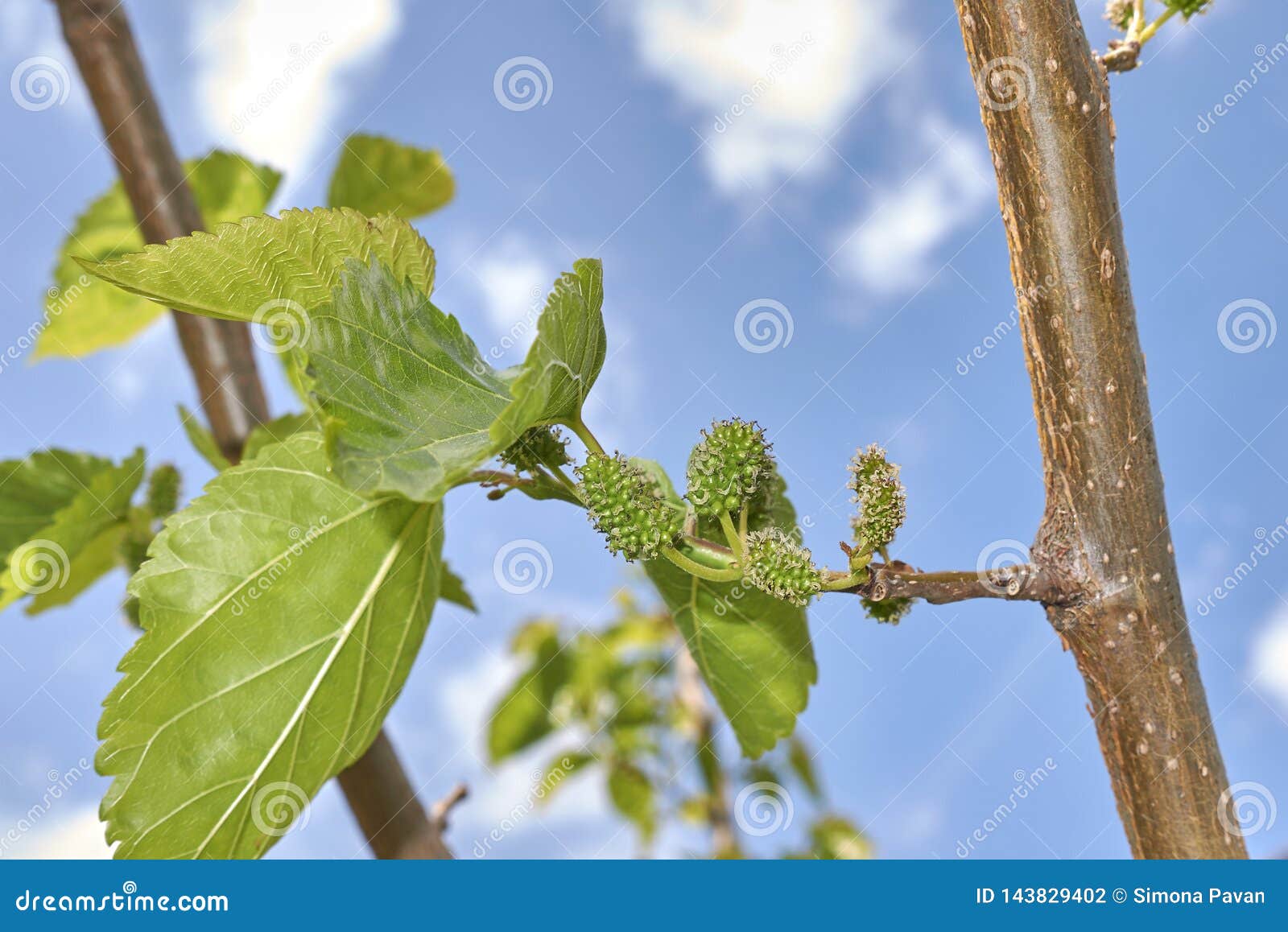 Morus alba branch close up stock photo. Image of organic - 143829402