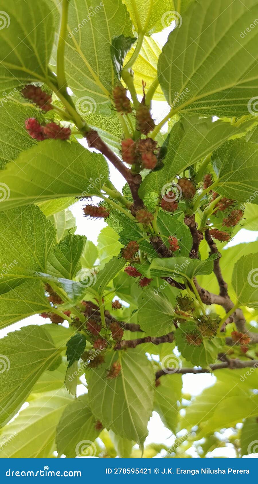 Morus alba fruit stock image. Image of morus, autumn - 278595421