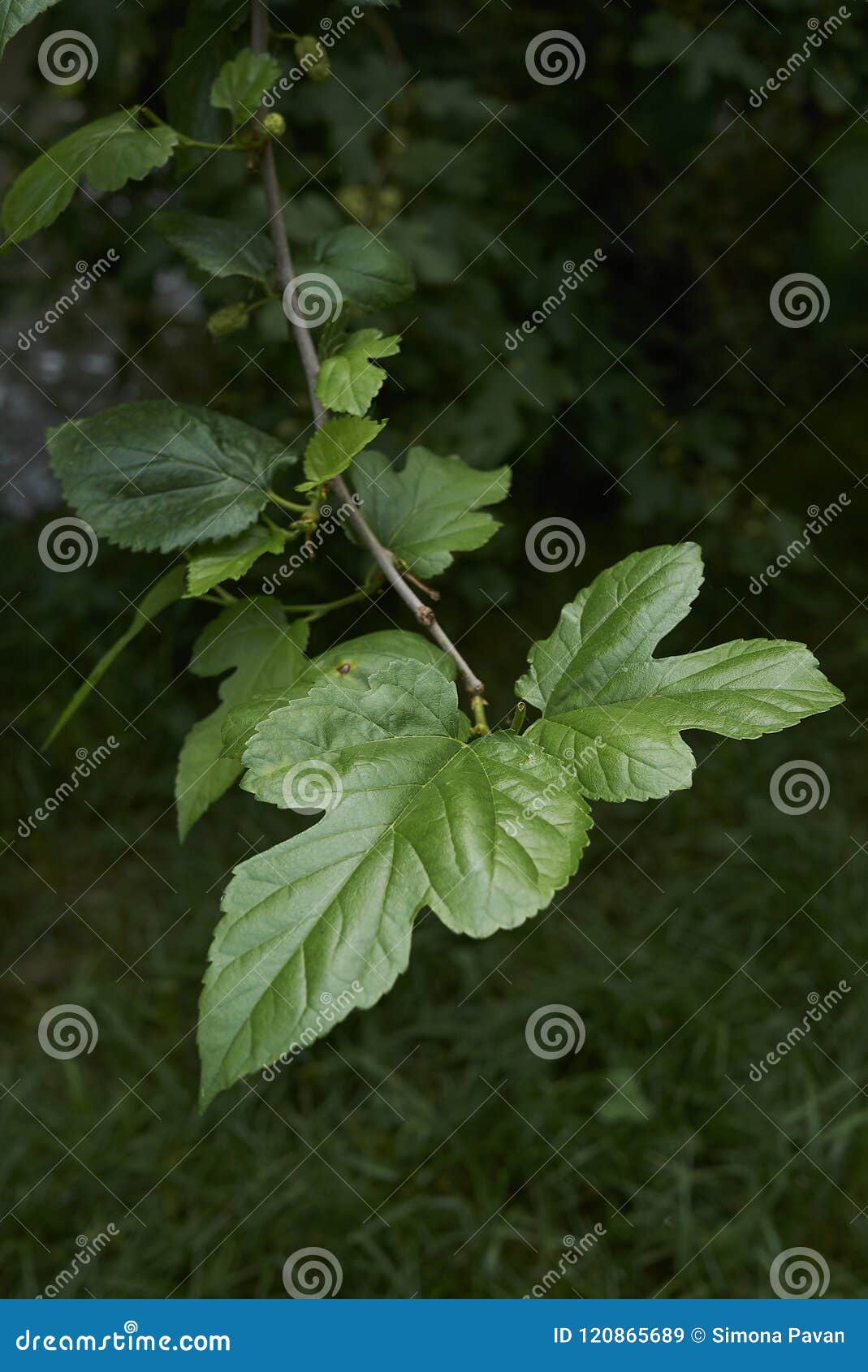 Morus alba leaves stock image. Image of park, lush, organic - 120865689