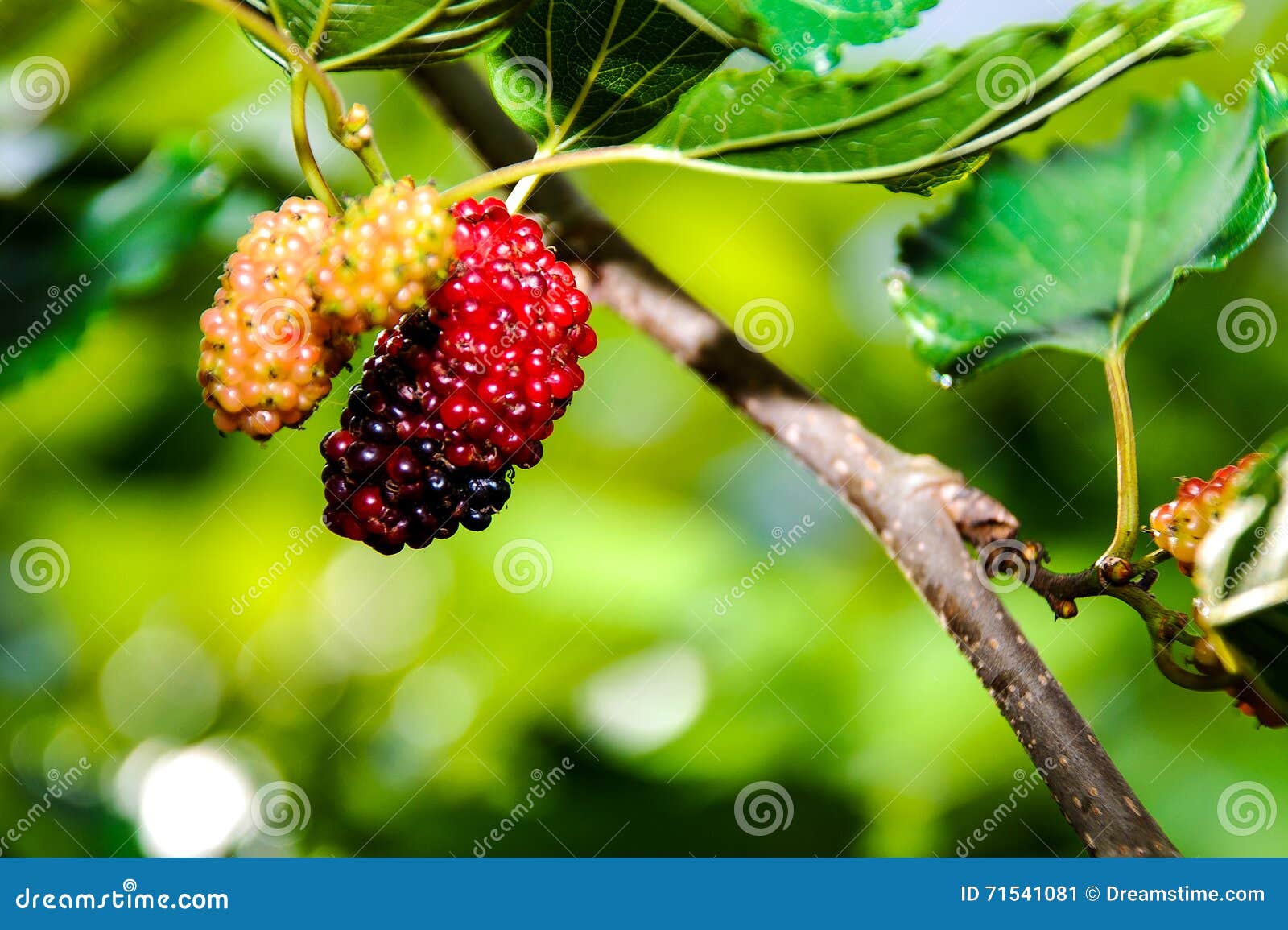 Morus fruit stock image. Image of green, blur, colourful - 71541081