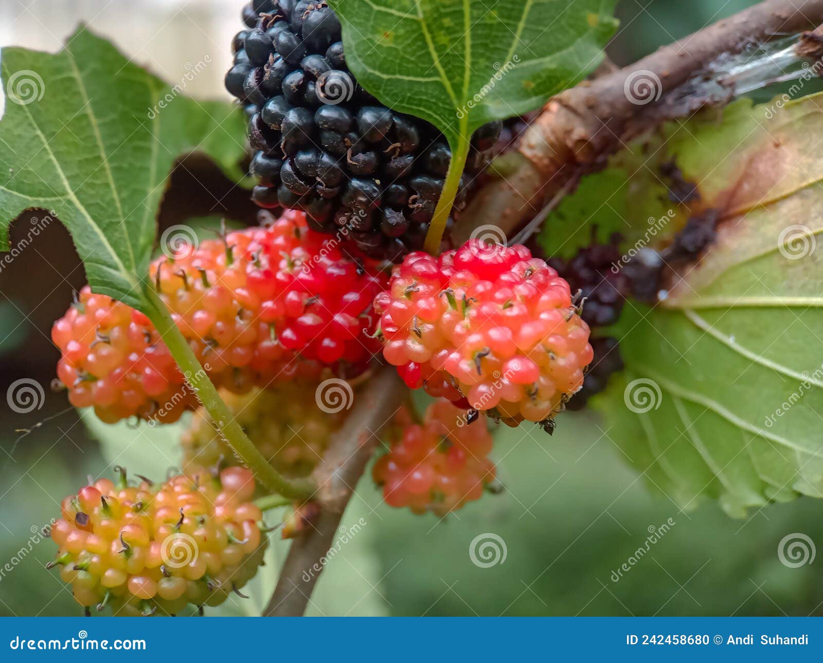 Morus rubra fruit tree stock photo. Image of morus, flower - 242458680