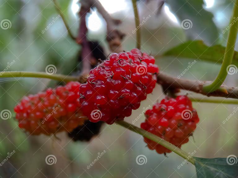 Morus rubra fruit tree stock image. Image of petal, morus - 242458705