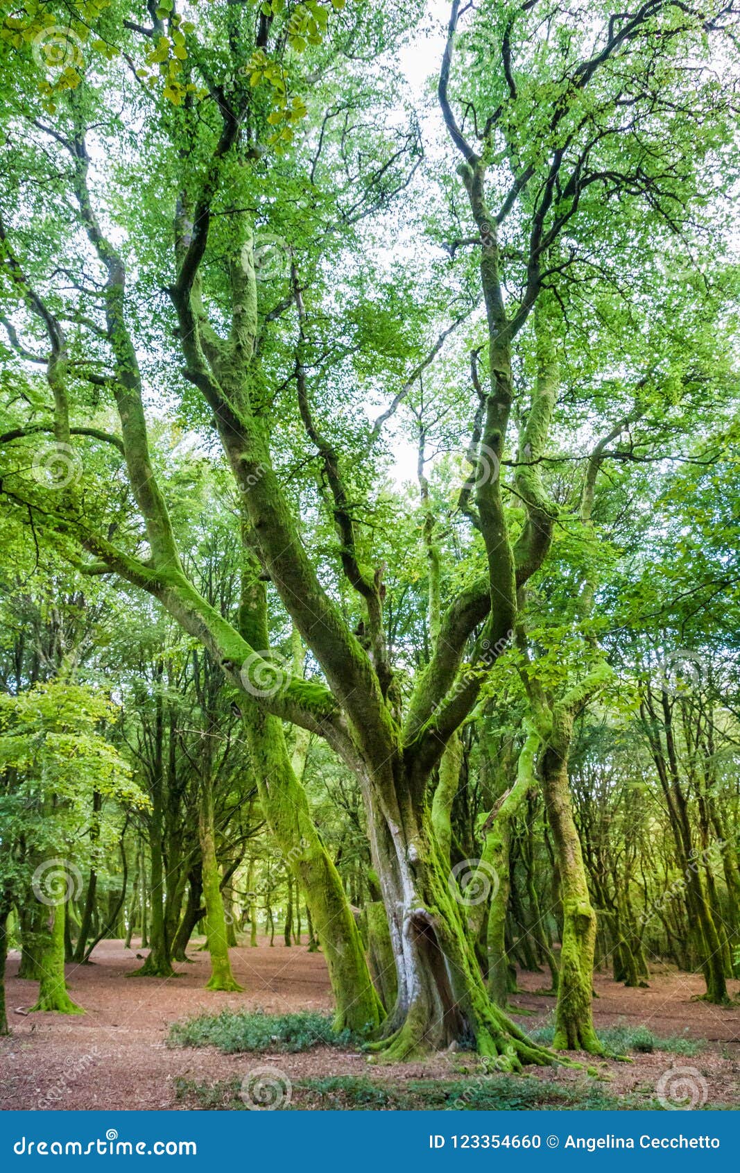 Morvan Regional Natural Parc Forest with Green Moss and Trees Stock ...