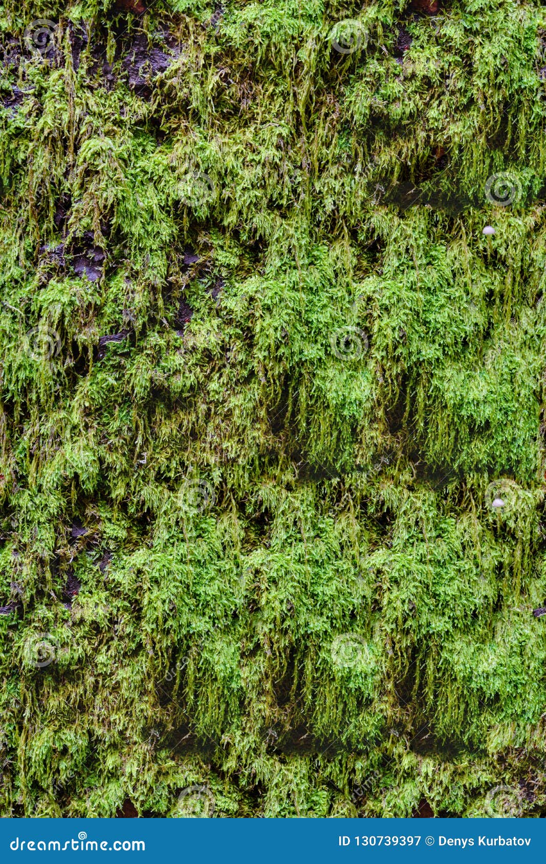 Mos in bos stock afbeelding. Image of rots, bergen, ecologie - 130739397