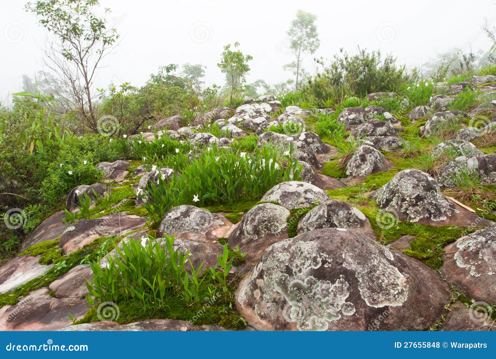 Mos and Flower on Stone Moutain Stock Photo - Image of plant, park ...