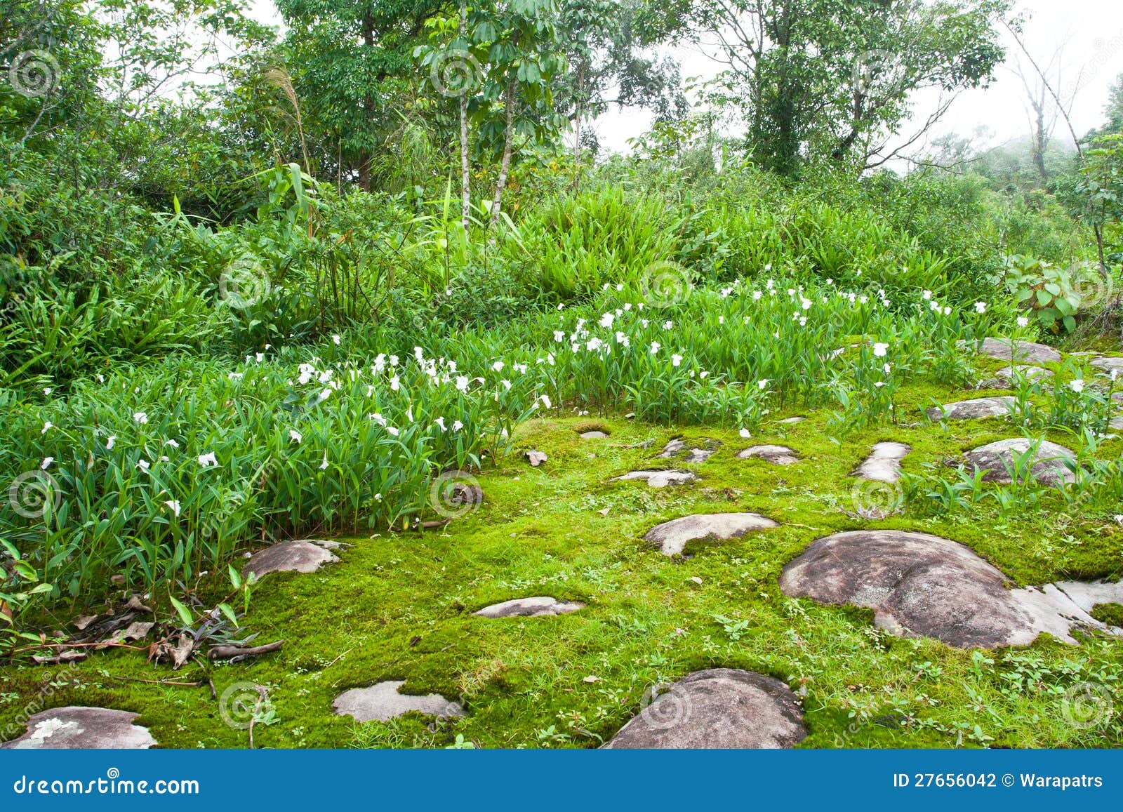 Mos and Flower on Stone Moutain Stock Photo - Image of stone, field ...