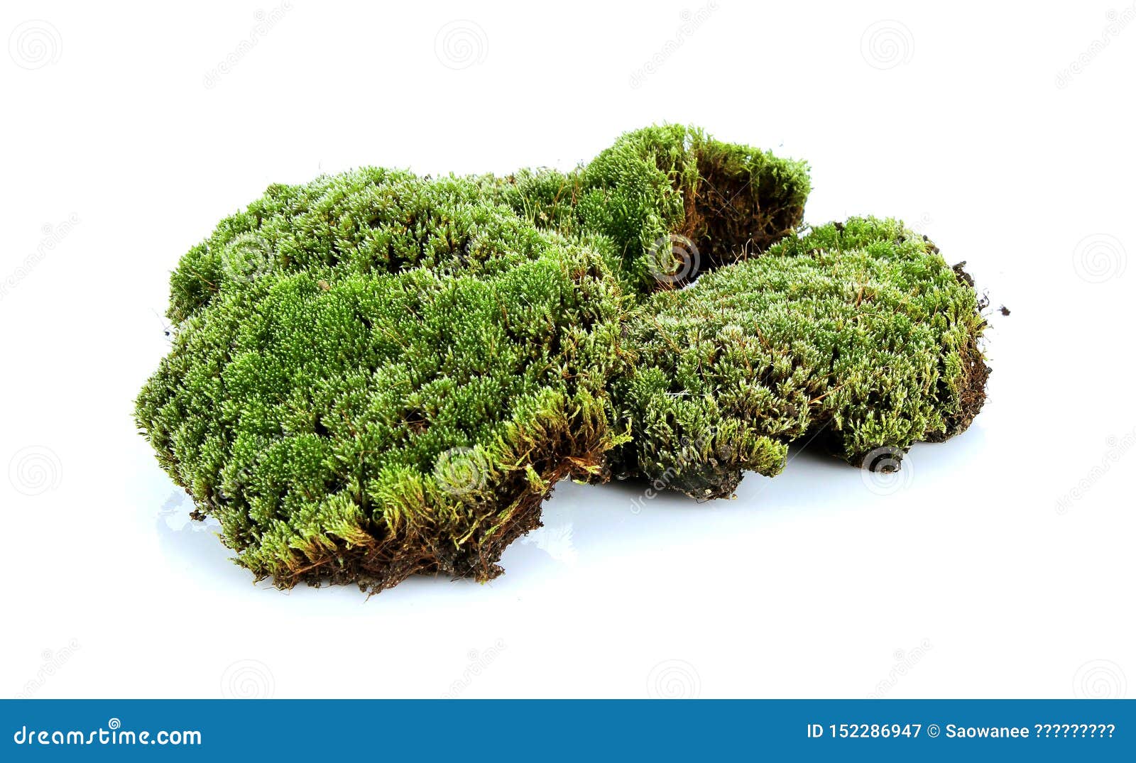 Mos,green stock image. Image of green, garden, nature - 152286947