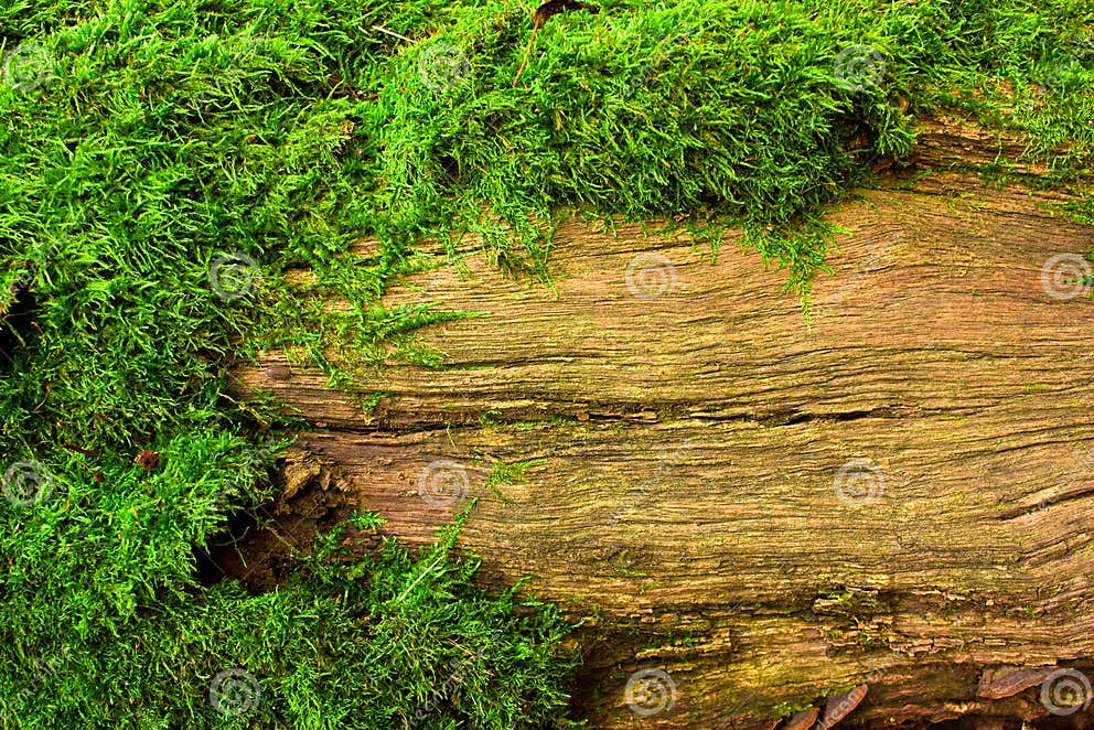 Mos op boom stock foto. Image of boom, strook, timmerhout - 14141778