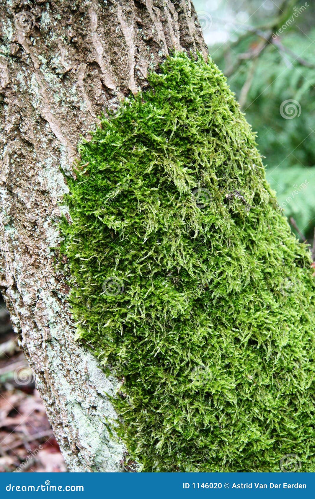 Mos Op Boomstam Picture. Image: 1146020