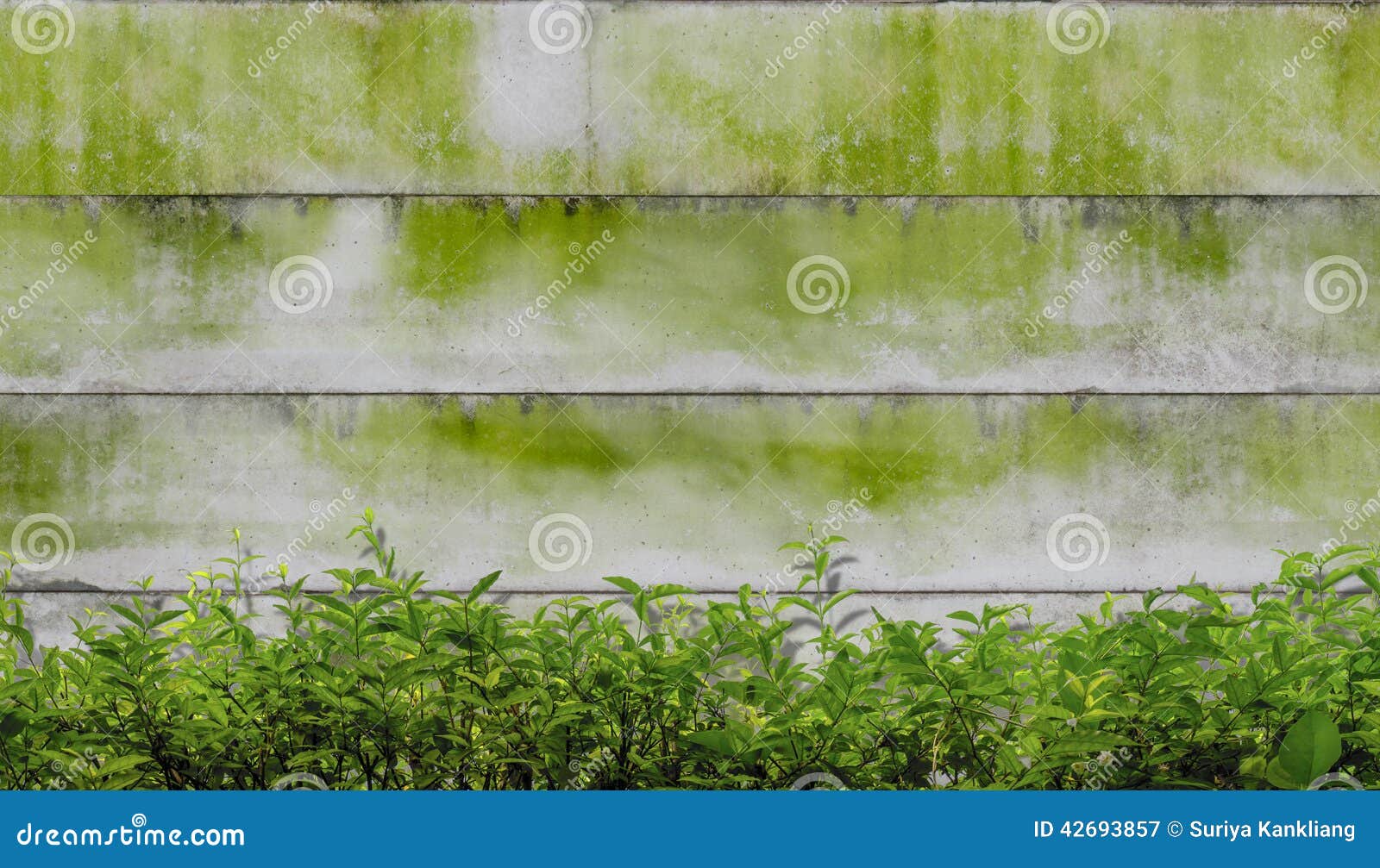 Mos op concrete muur stock afbeelding. Image of installatie - 42693857