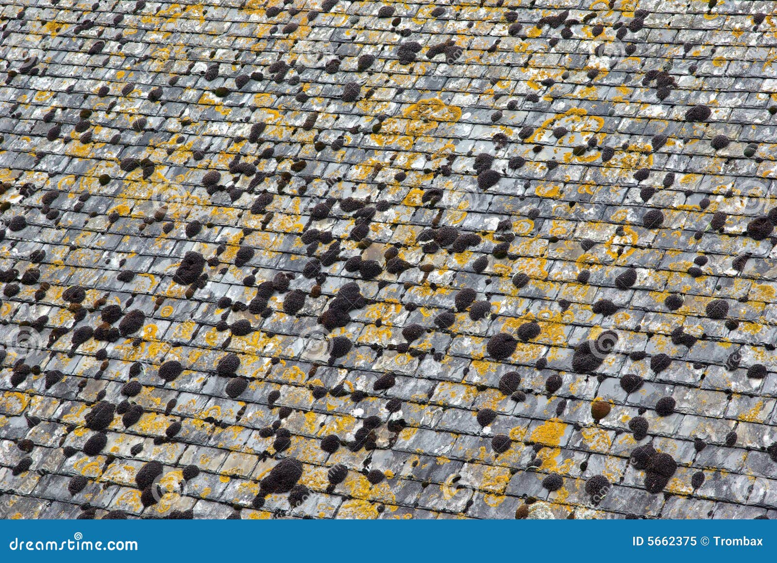 Mos op dak stock afbeelding. Image of versleten, tegels - 5662375