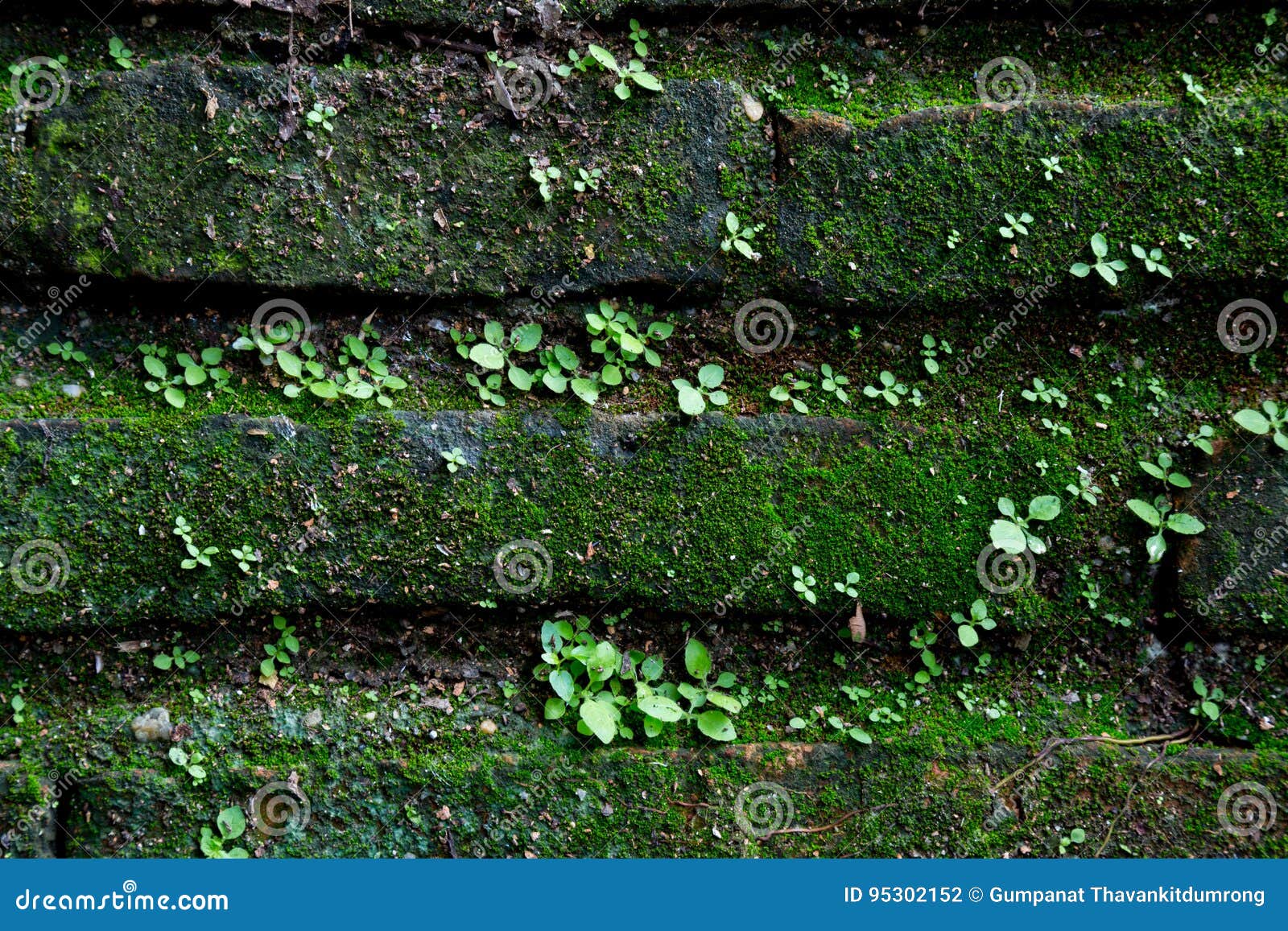 Mos Op De Oude Bakstenen Muur Stock Foto - Image of varen, vuil: 95302152