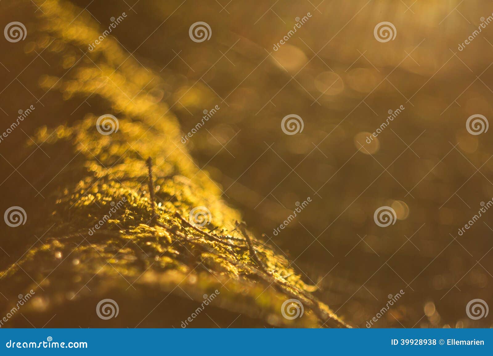 Mos op een boom in de zon stock foto. Image of leeg, vermindering ...