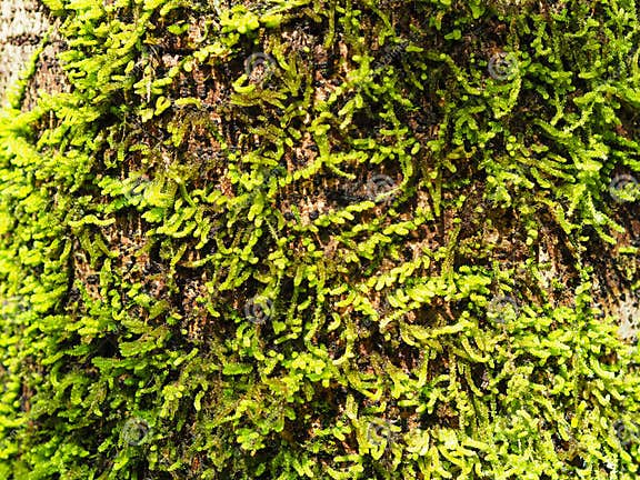 Mos with tree stock image. Image of green, bright, grass - 100348445