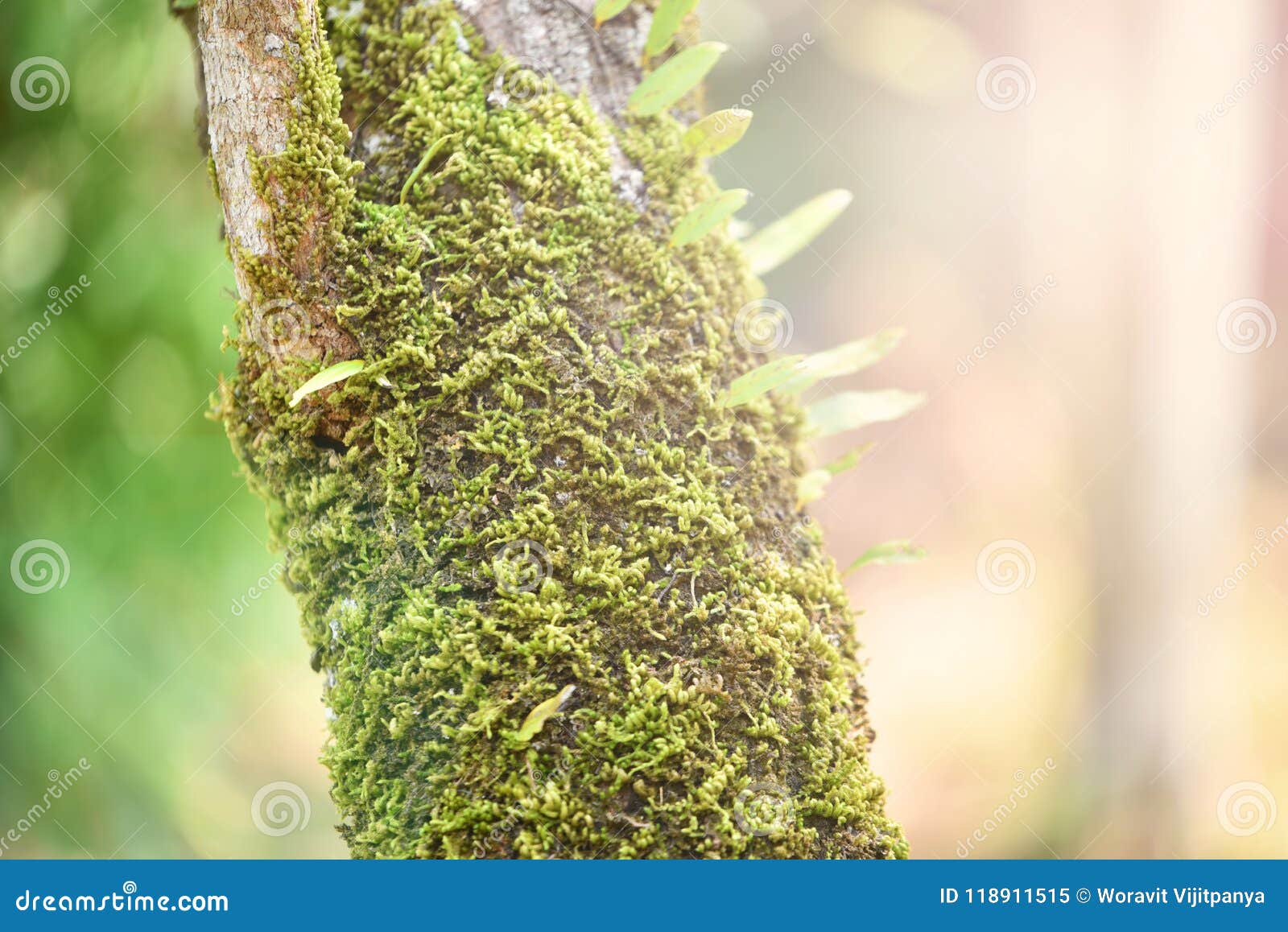 Mos on the tree stock image. Image of green, field, decoration - 118911515