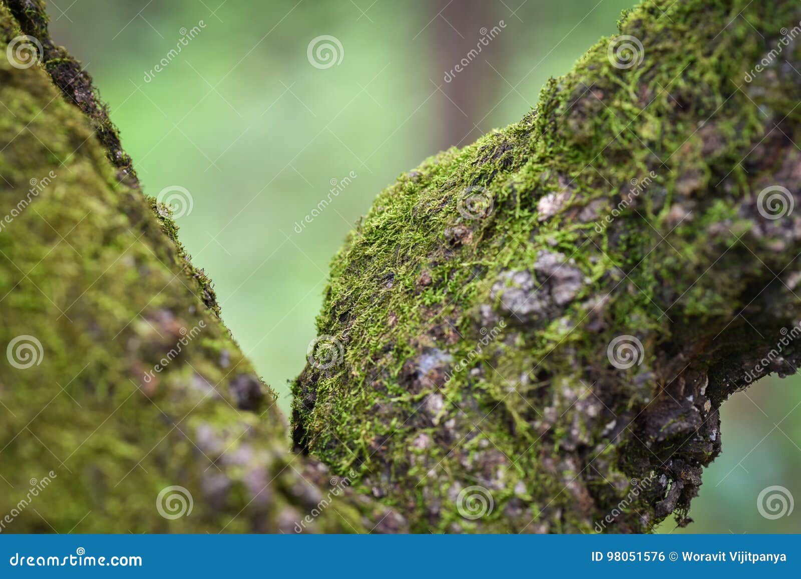 Mos tree stock photo. Image of clumps, tree, bright, green - 98051576
