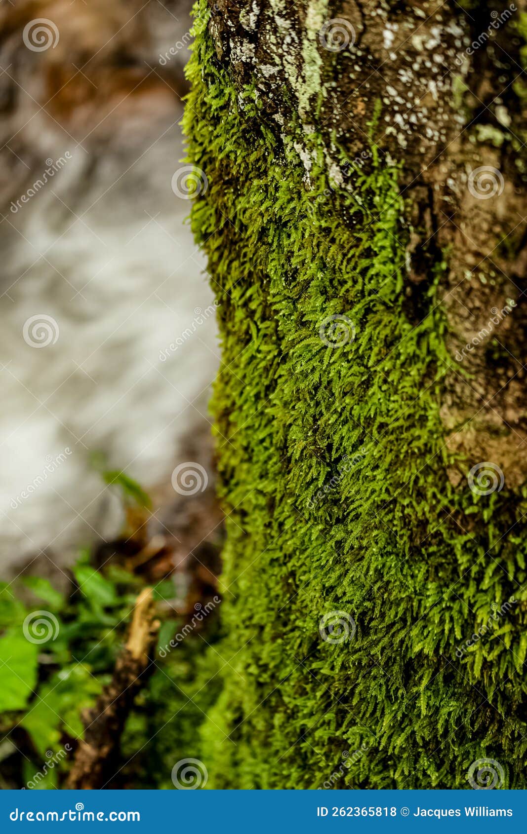 Mos on Tree Vibrant Colors and Textures Stock Photo - Image of trunk ...