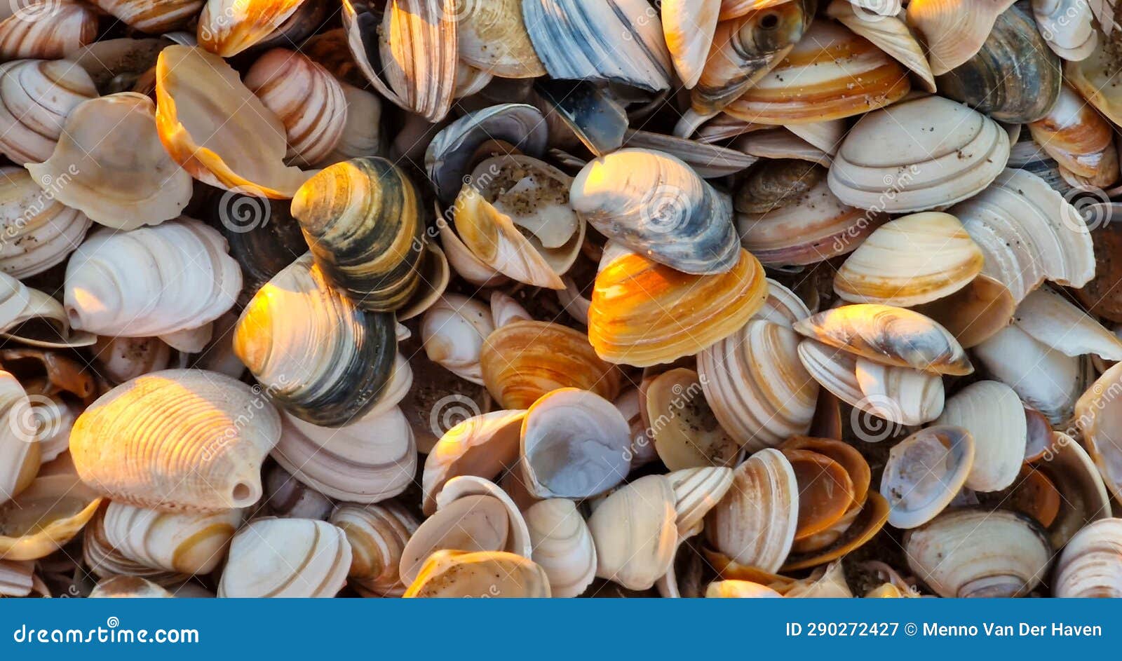 Mosaic of Colored Sea Shells Stock Image - Image of coast, macro: 290272427