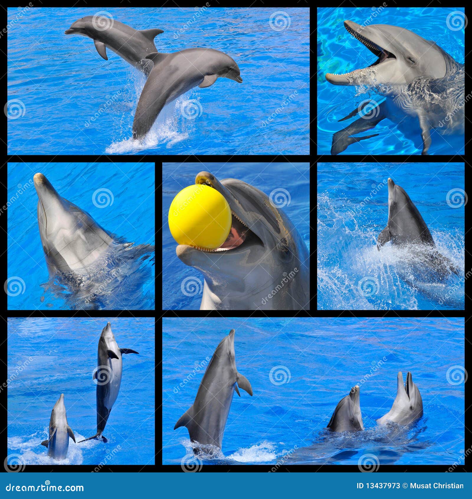Mosaic fhotos of dolphins stock image. Image of standing - 13437973