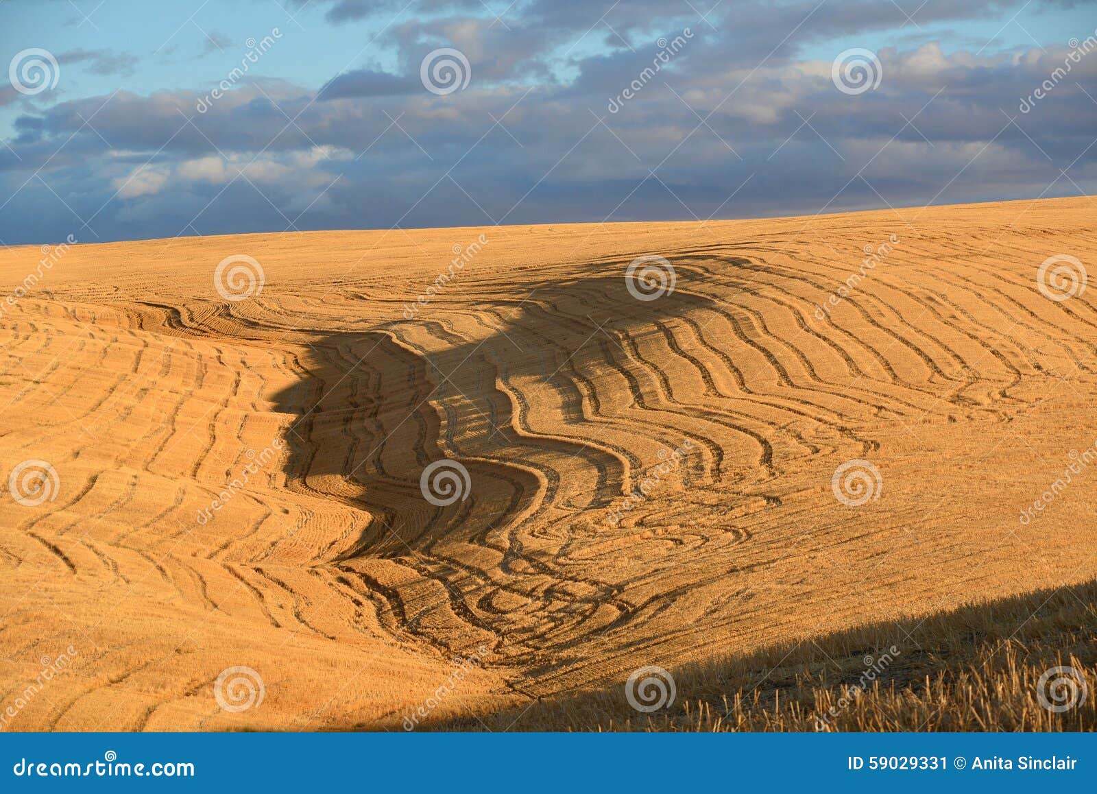Mosaic Patterns of a Cut Wheat Field Reflect in the Late Afternoon Sun ...