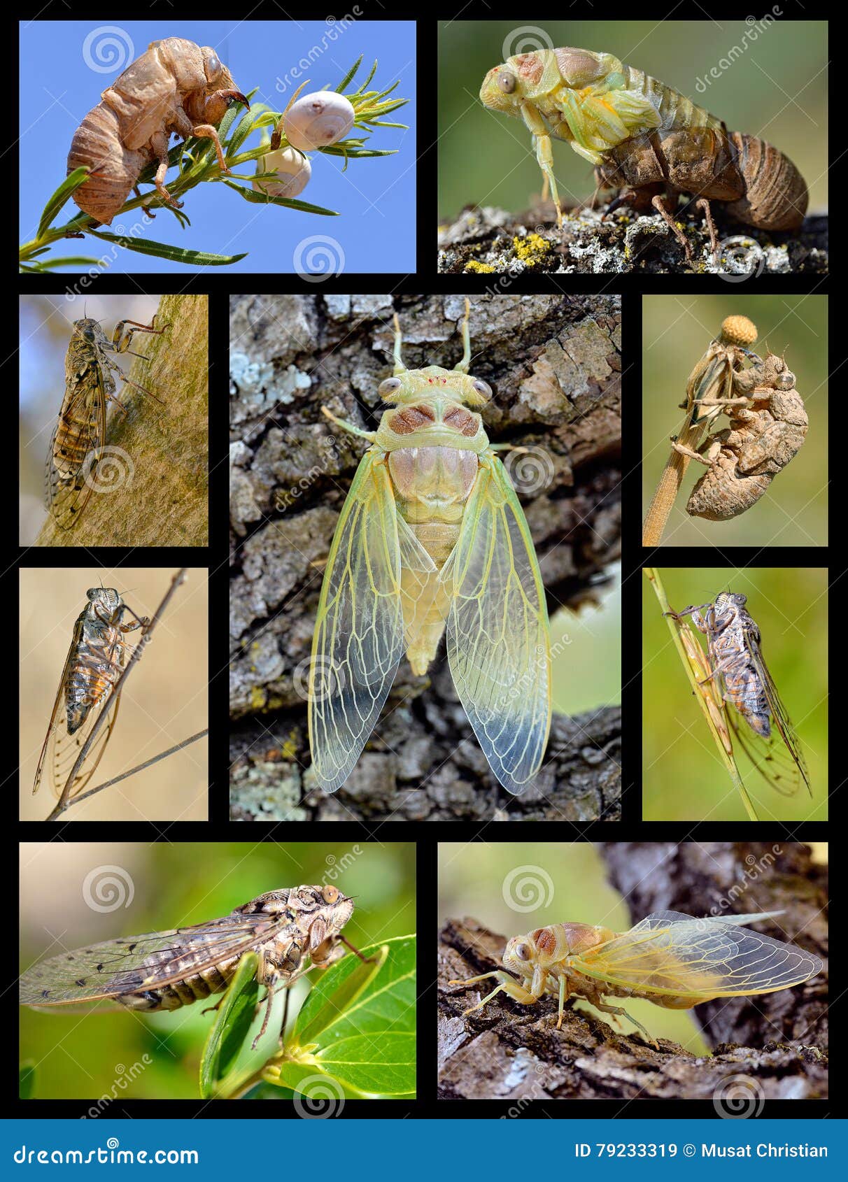 Mosaic photos cicadas stock image. Image of exuviae, mediterranean ...