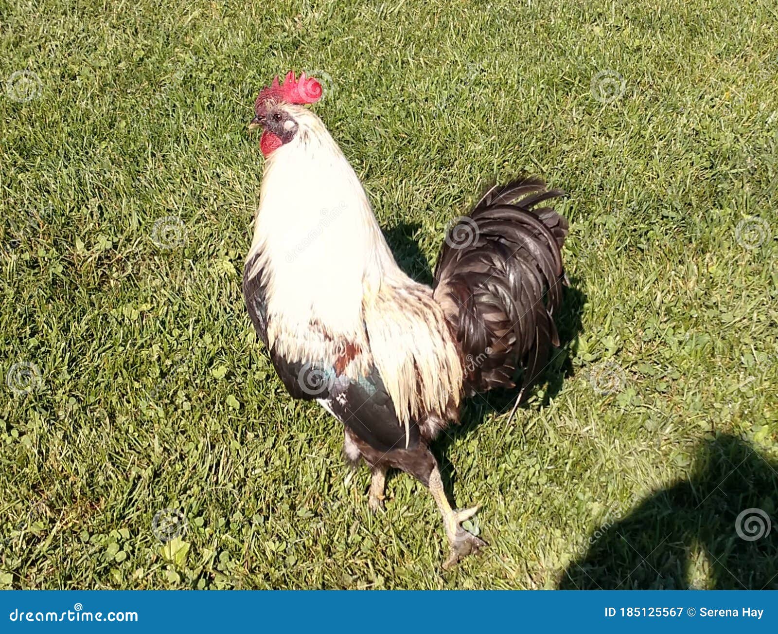 Mosaic Rooster Strutting in Sun Stock Image - Image of poultry ...