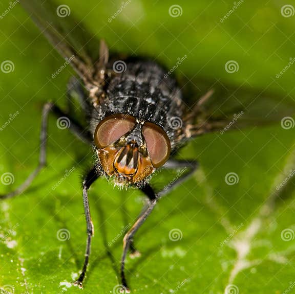 Mosca imagen de archivo. Imagen de hoja, bicho, mosca - 14668087