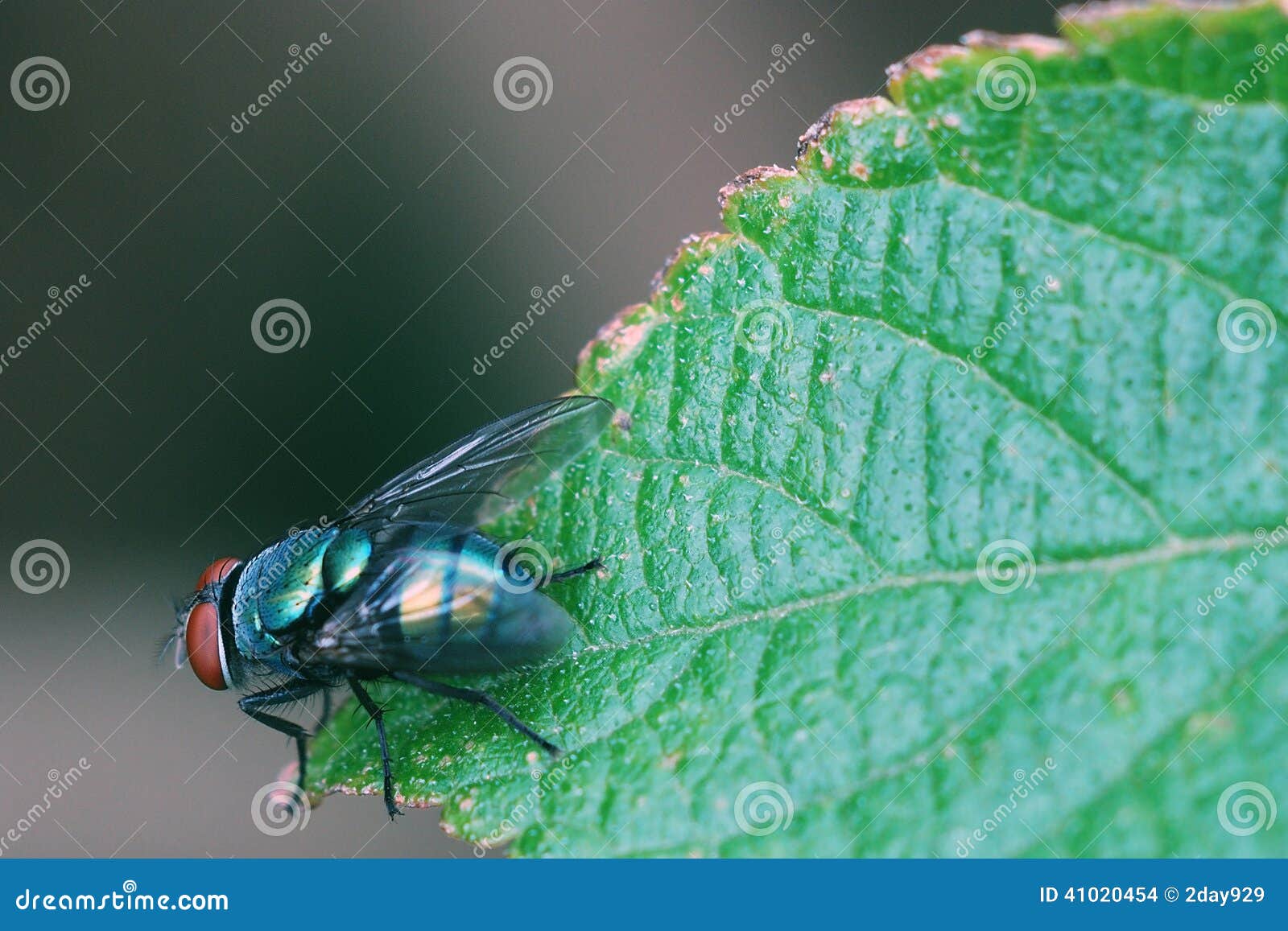 Mosca fotografia stock. Immagine di insetto, occhio, verde - 41020454