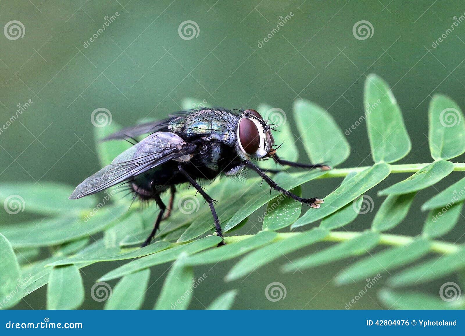 976,304 Mosca Fotos - Fotos de Stock Gratuitas e Fotos Royalty-Free ...