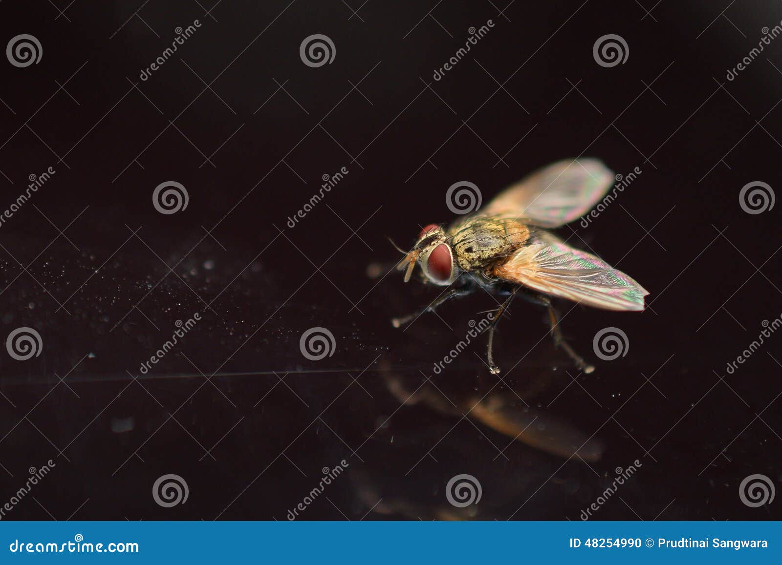Mosca foto de stock. Imagem de verde, inseto, mosca, ninguém - 48254990