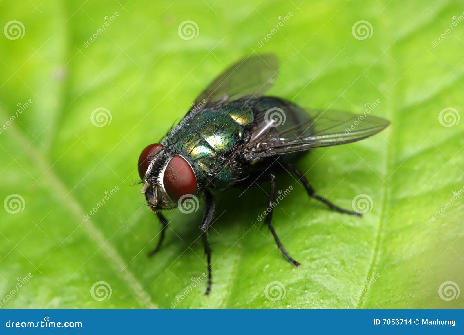 Mosca foto de archivo. Imagen de bicho, verde, primer - 7053714