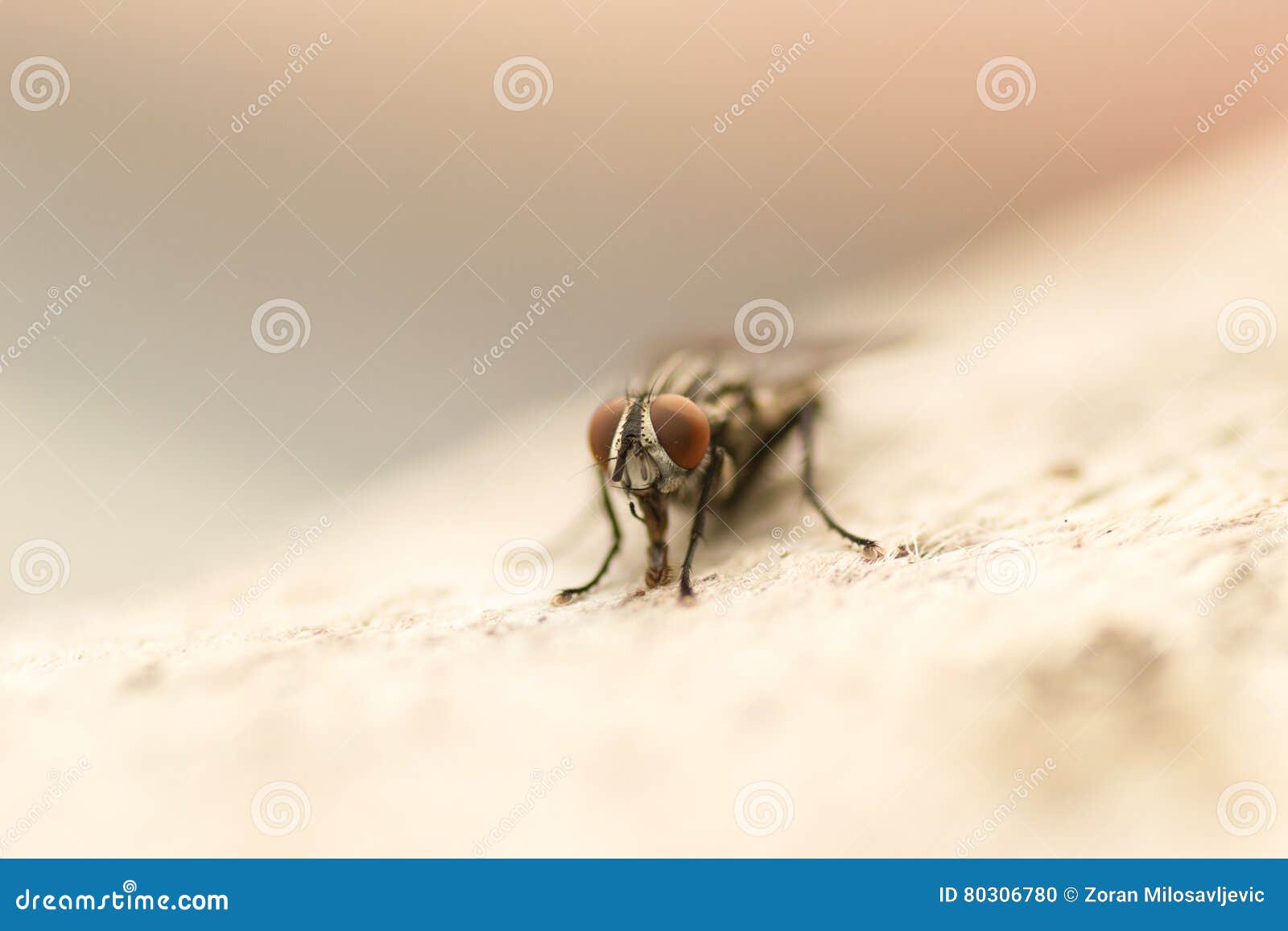 Mosca foto de archivo. Imagen de fondo, animal, cierre - 80306780