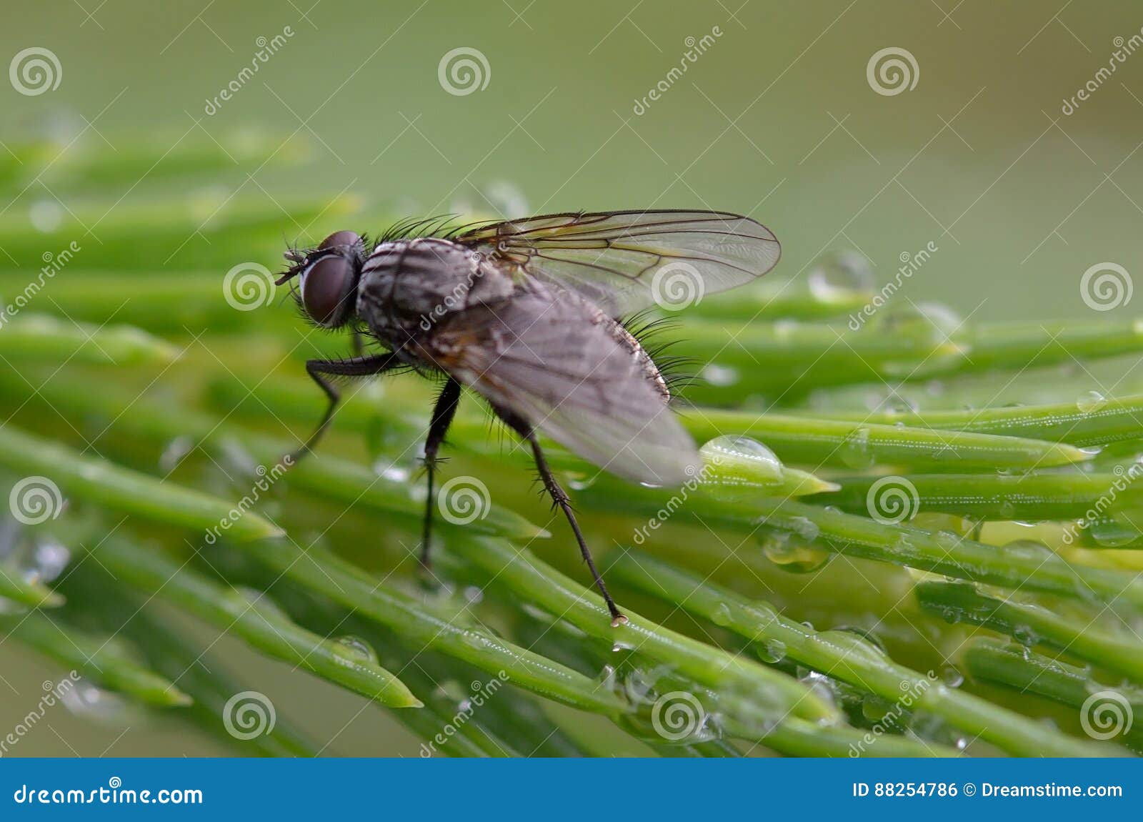 Mosca fotografia stock. Immagine di filtro, animale, isolato - 88254786