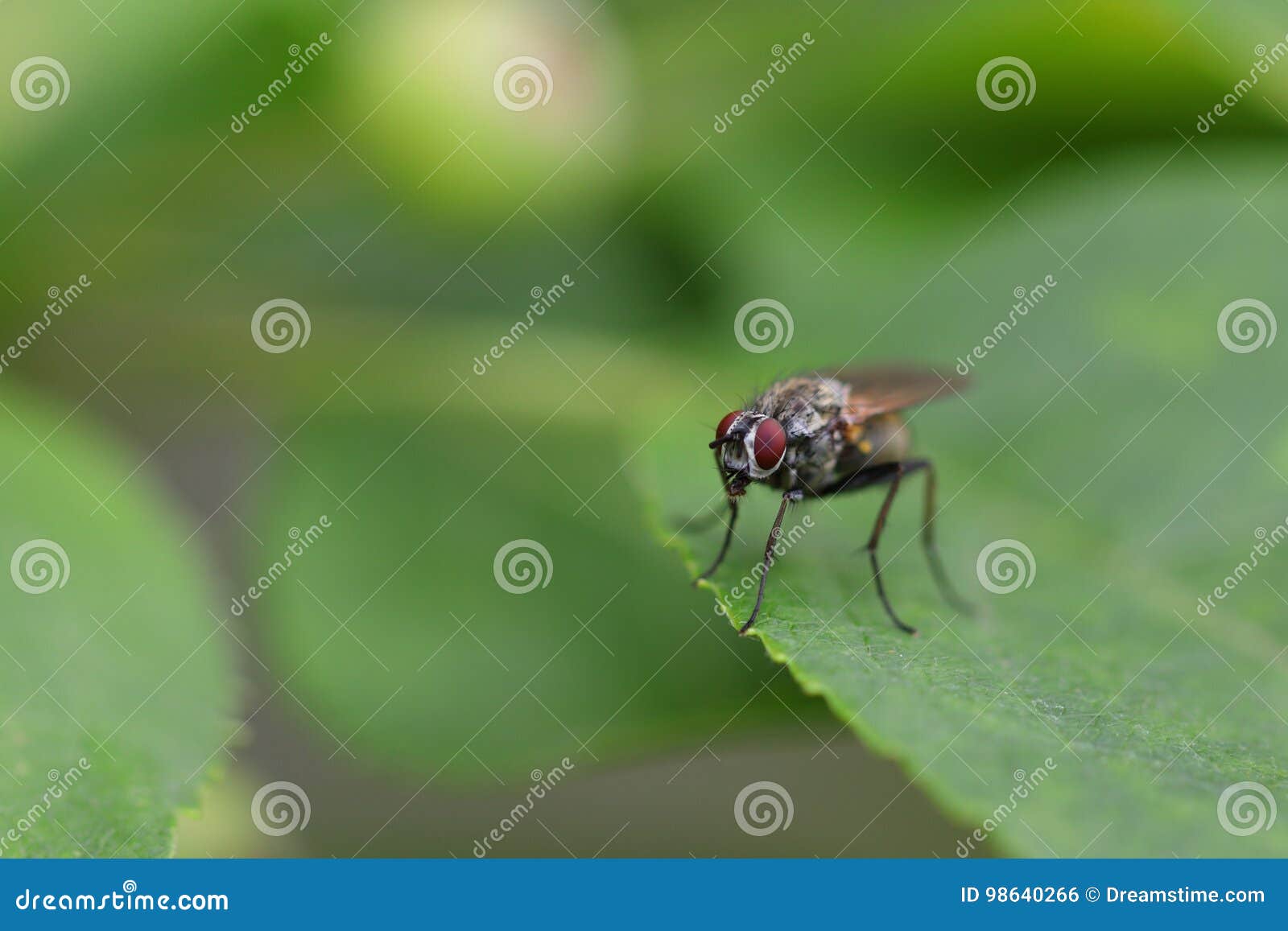 Mosca fotografia stock. Immagine di verde, insetto, foglio - 98640266