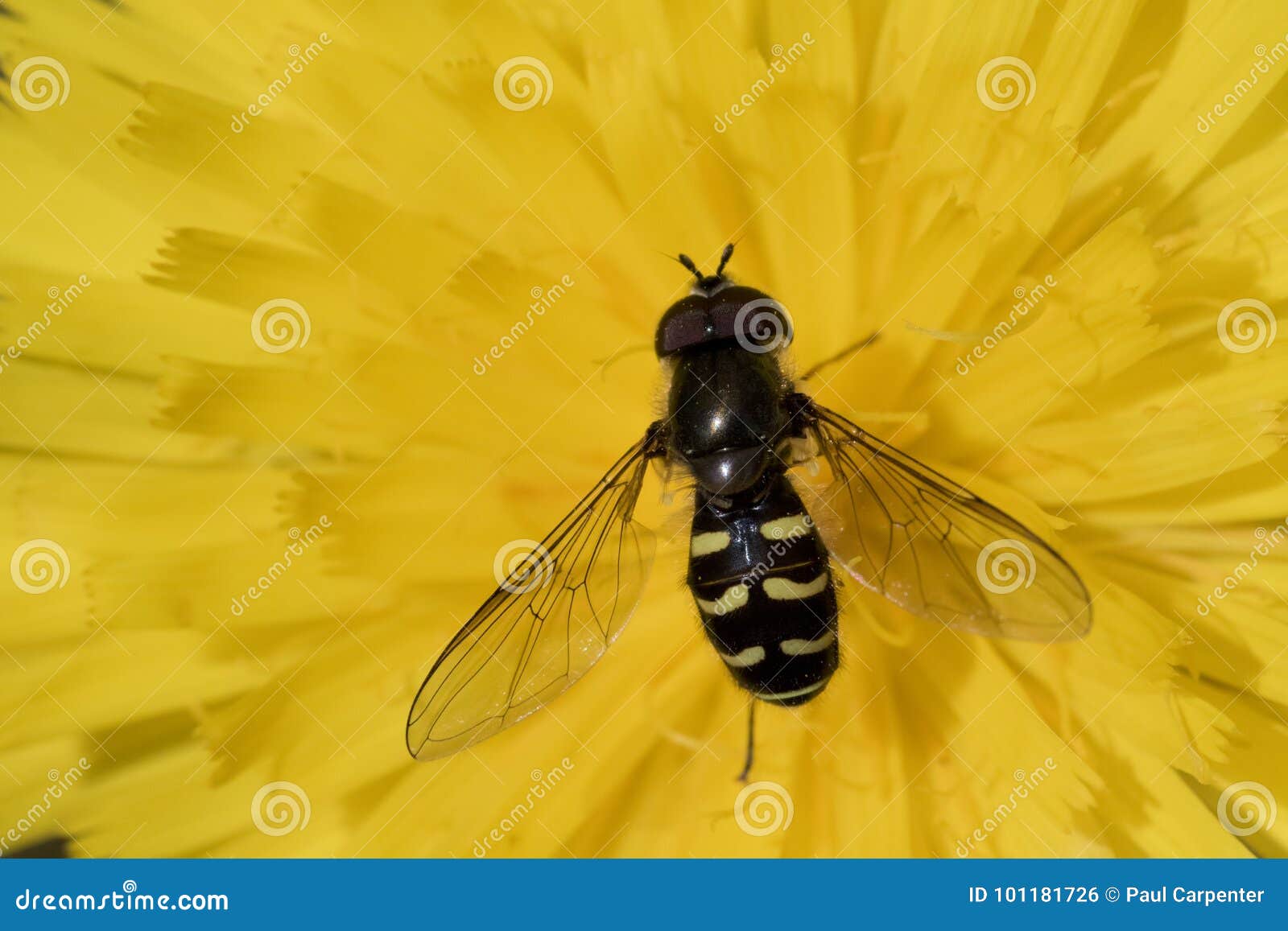 Mosca, Abeja, Avispa En La Flor Amarilla Foto de archivo - Imagen de ...